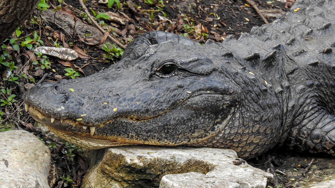 100+ Free Florida Everglades & Everglades Images - Pixabay