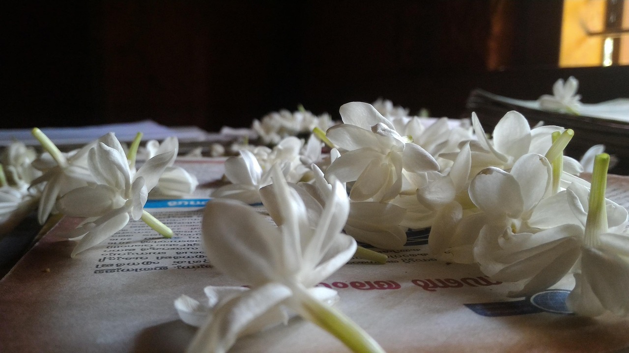 Jasmine Flowers Nidhin - Free photo on Pixabay - Pixabay
