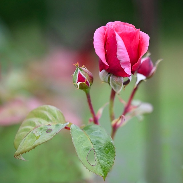 Rose Bourgeon Fleur De - Photo gratuite sur Pixabay - Pixabay