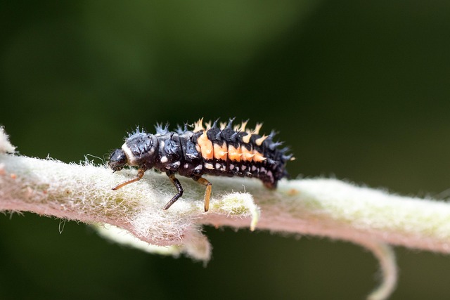 10,000+ Free Ladybug Larva & Ladybug Images - Pixabay