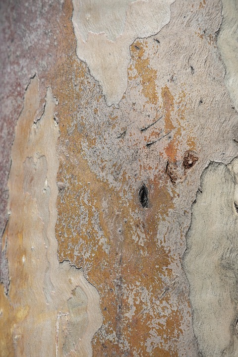 Tree Tissue Wooden - Free photo on Pixabay - Pixabay