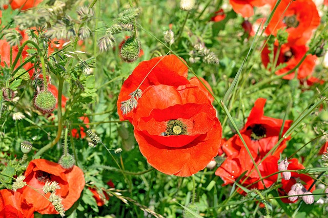 Poppy Nature Wildflower - Free photo on Pixabay