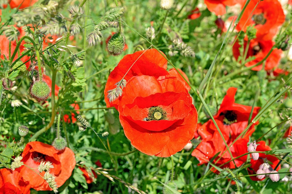 Poppy Nature Wildflower - Free photo on Pixabay