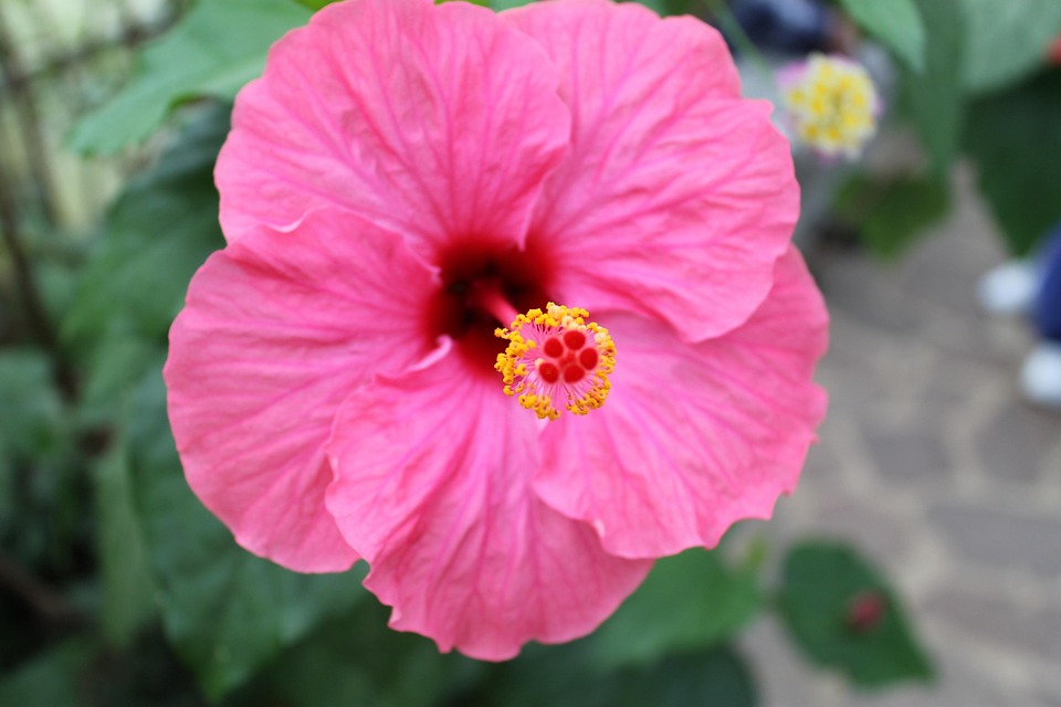 Fleur D'Hibiscus Hibiscus - Photo gratuite sur Pixabay - Pixabay