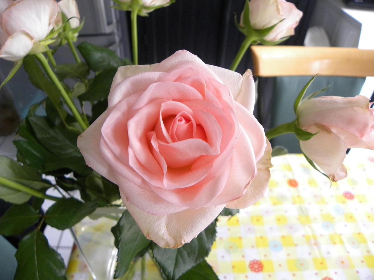 Fleurs Des Roses Flore - Photo gratuite sur Pixabay - Pixabay