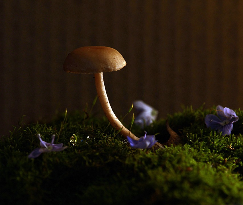 Pilz Bild Abend - Kostenloses Foto auf Pixabay