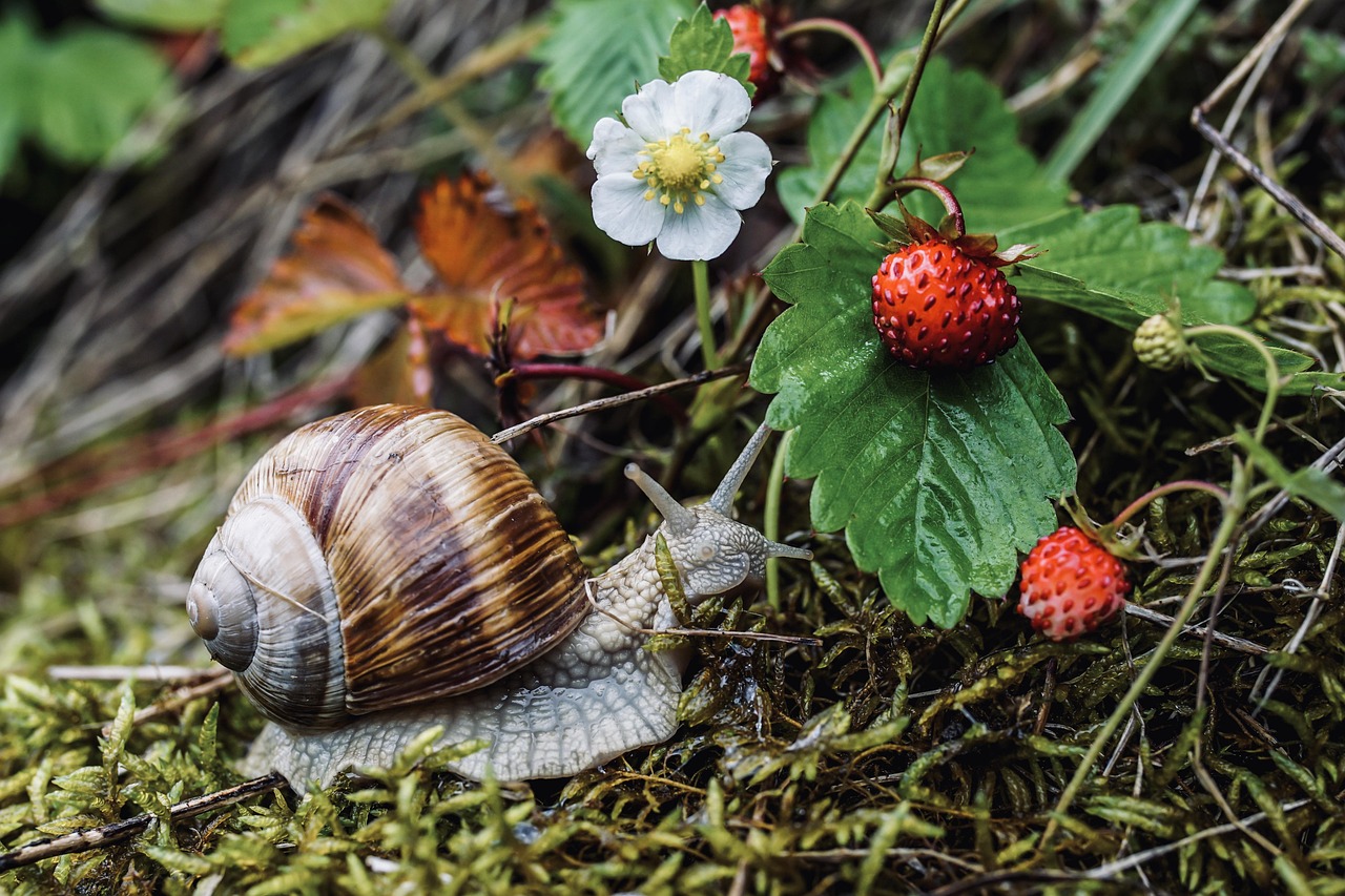 Snail Shell To Crawl - Free photo on Pixabay