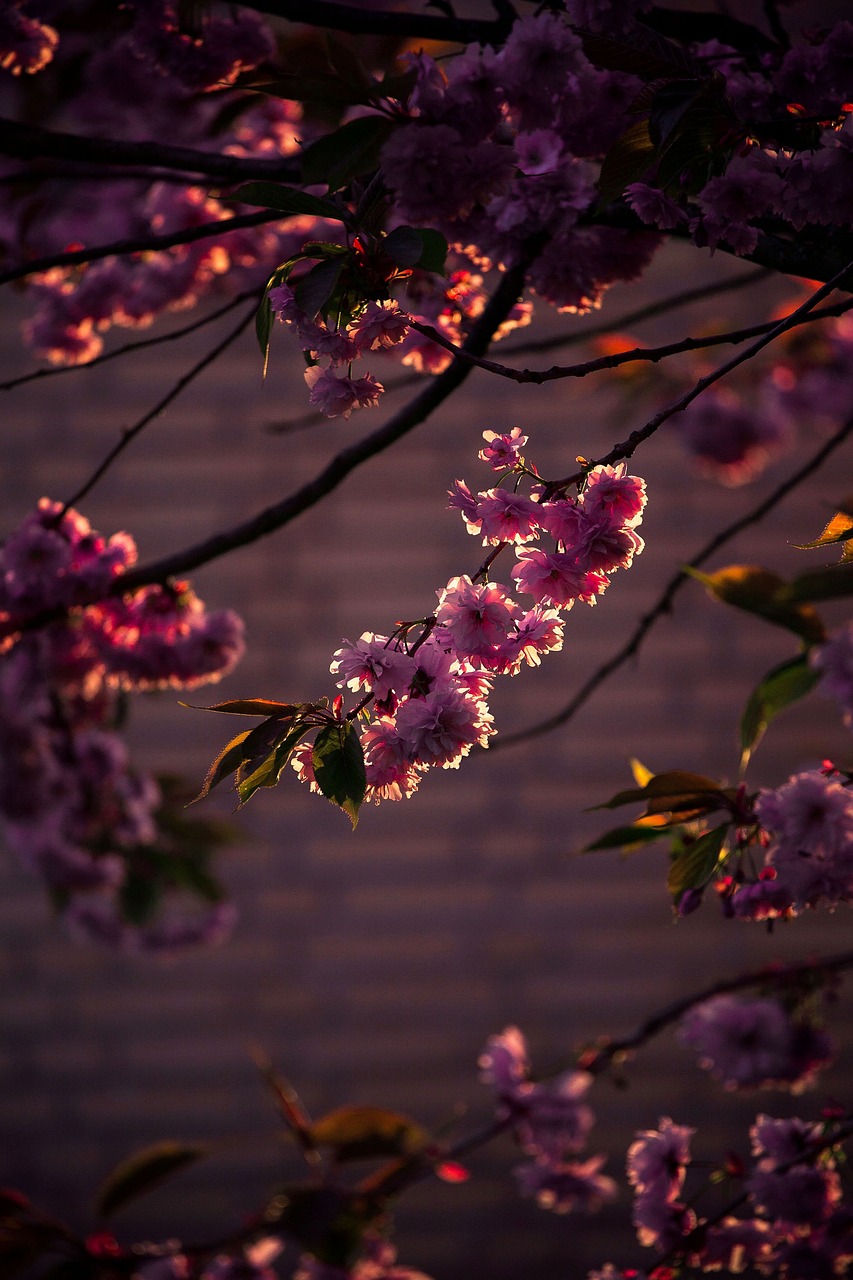 Flower Forest Mountain - Free photo on Pixabay