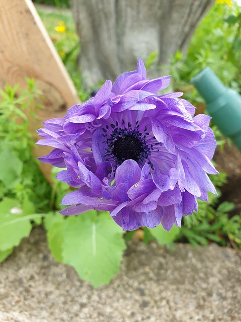 Purple Cornflower Flower - Free photo on Pixabay