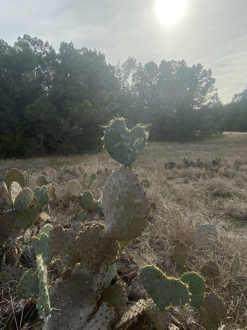Texas Hill Country Cactus - Free photo on Pixabay - Pixabay