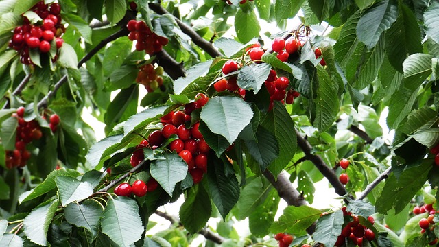Cereja Árvore Florescer - Foto gratuita no Pixabay - Pixabay