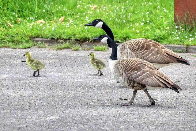 Family Ducks Chick - Free photo on Pixabay