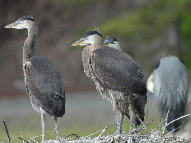 Más de 10 imágenes gratis de Garzas Bebé y Garza - Pixabay