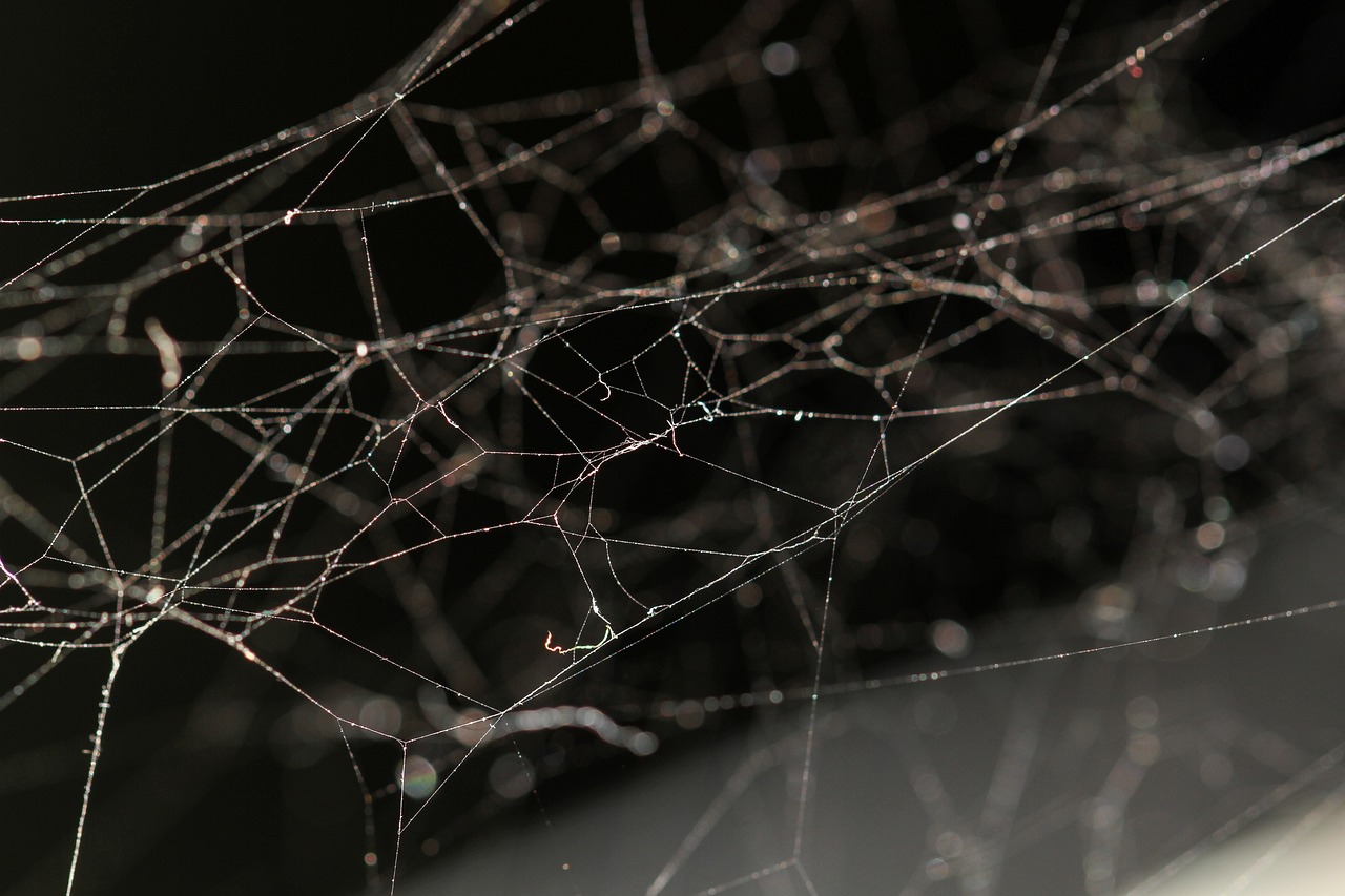 Web Spider Cob - Free photo on Pixabay