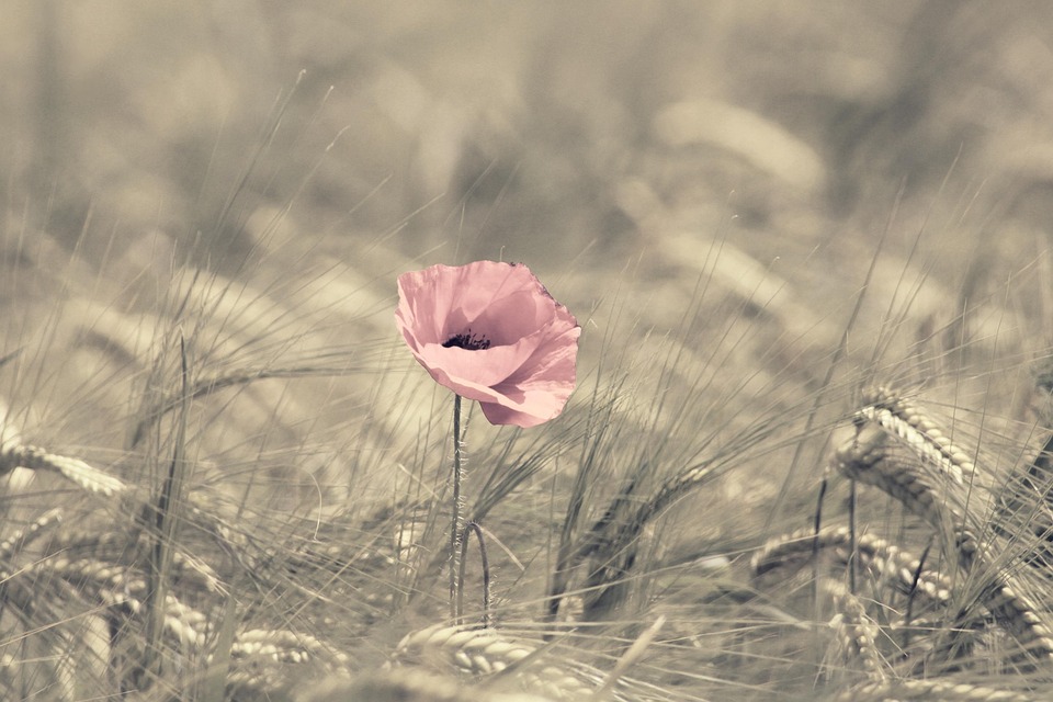 Poppy Pink Barley - Free photo on Pixabay
