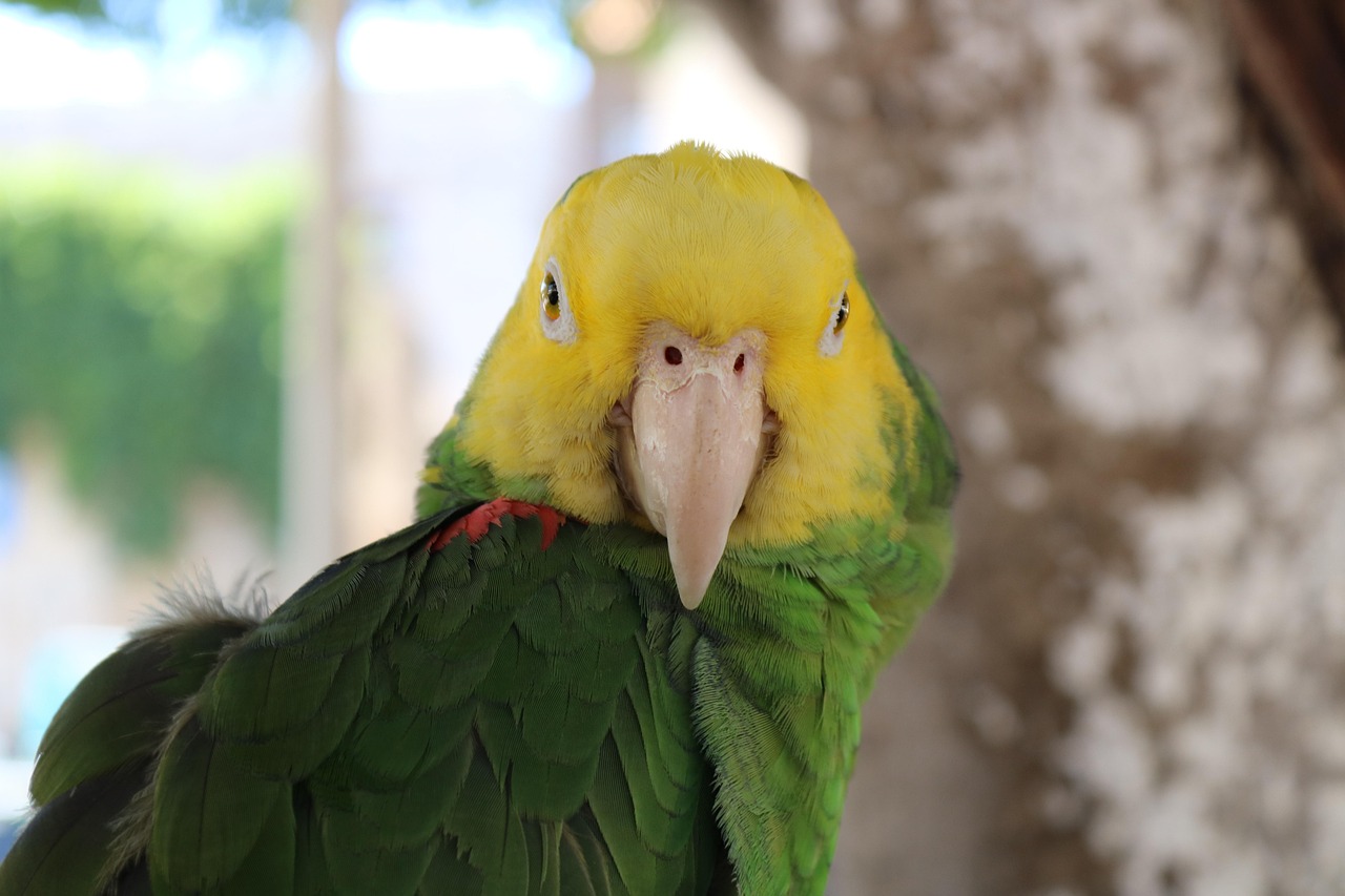 Pássaro Papagaio Multicolorido - Foto gratuita no Pixabay - Pixabay