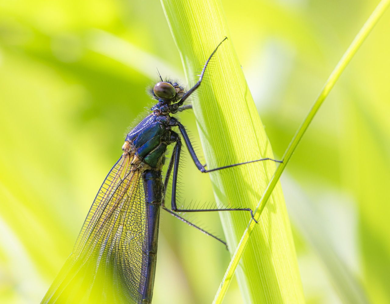 Hermosa Damisela Calopteryx Virgo - Foto gratis en Pixabay - Pixabay