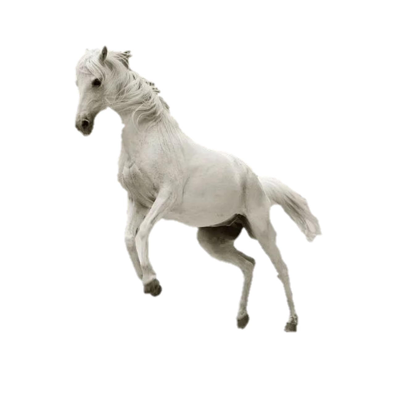 Cavalo Animal Bicho De Estimação - Imagens grátis no Pixabay