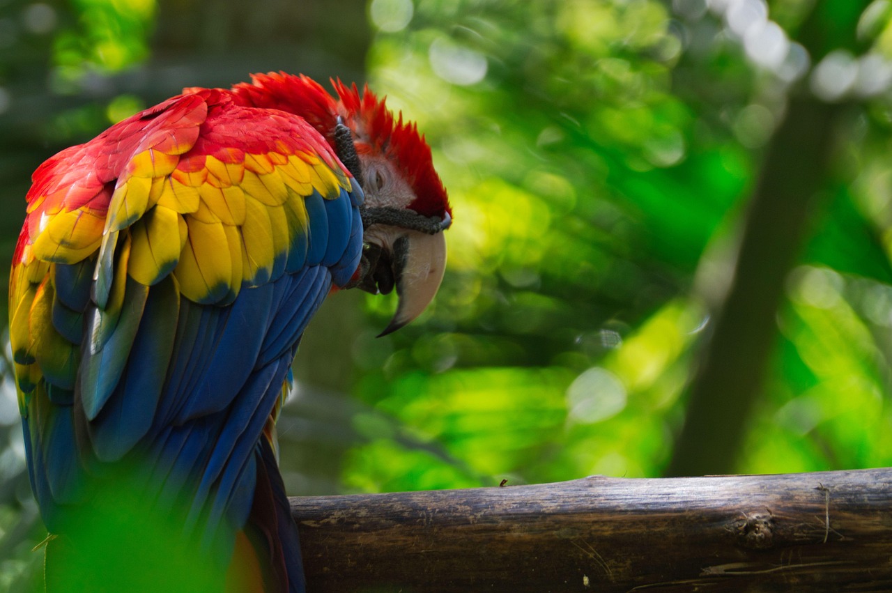Perroquet Oiseau Costa Rica - Photo gratuite sur Pixabay - Pixabay