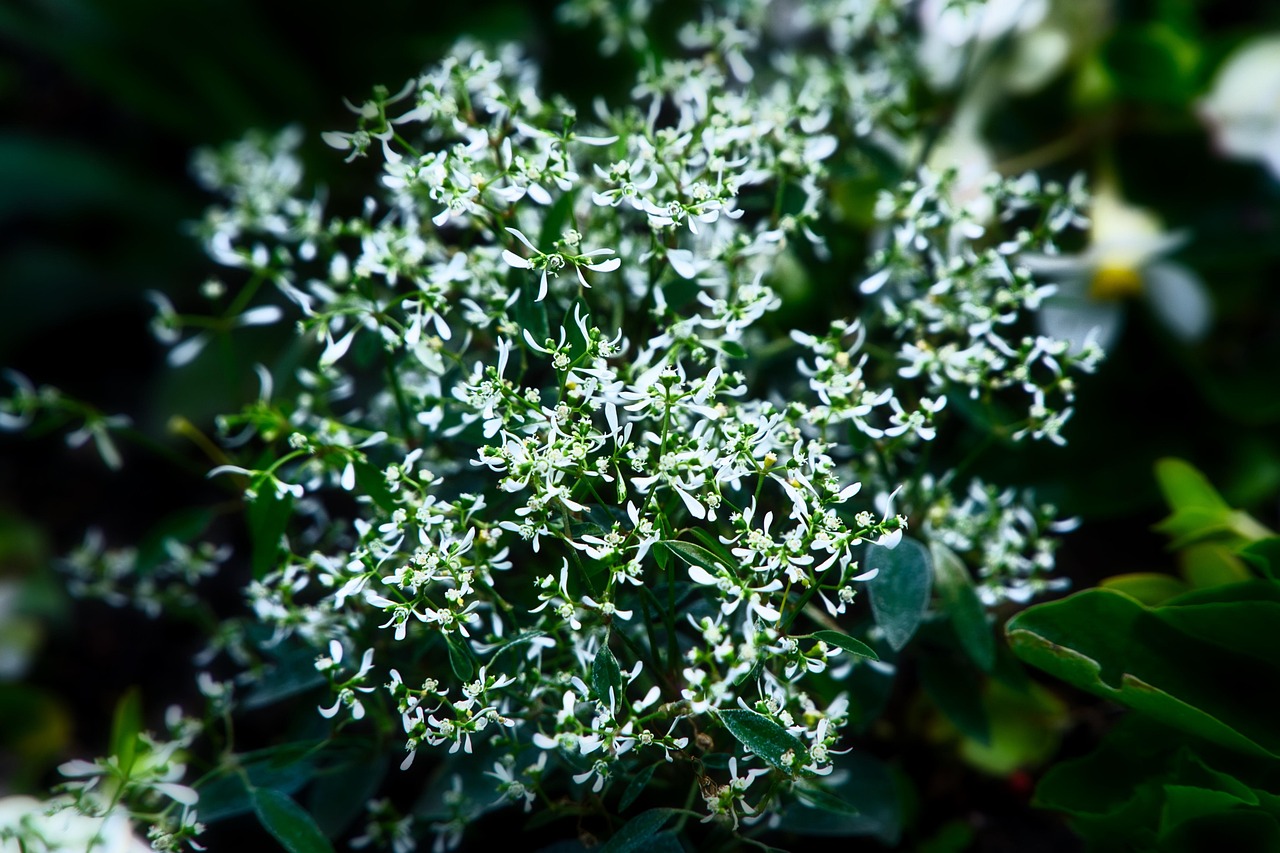 Gypsophila Nature Blossoms - Free photo on Pixabay - Pixabay
