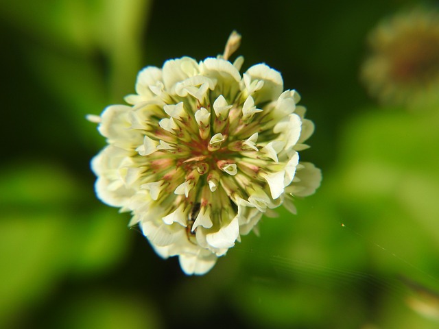 Natureza Flor Trevo - Foto gratuita no Pixabay - Pixabay