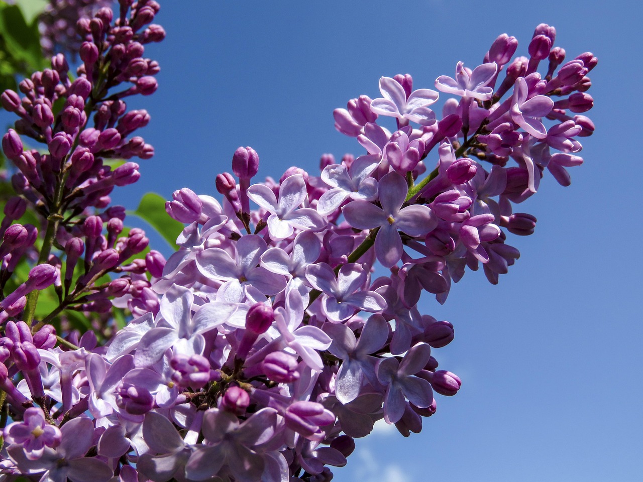 Lilás Flores Jardim - Foto gratuita no Pixabay - Pixabay