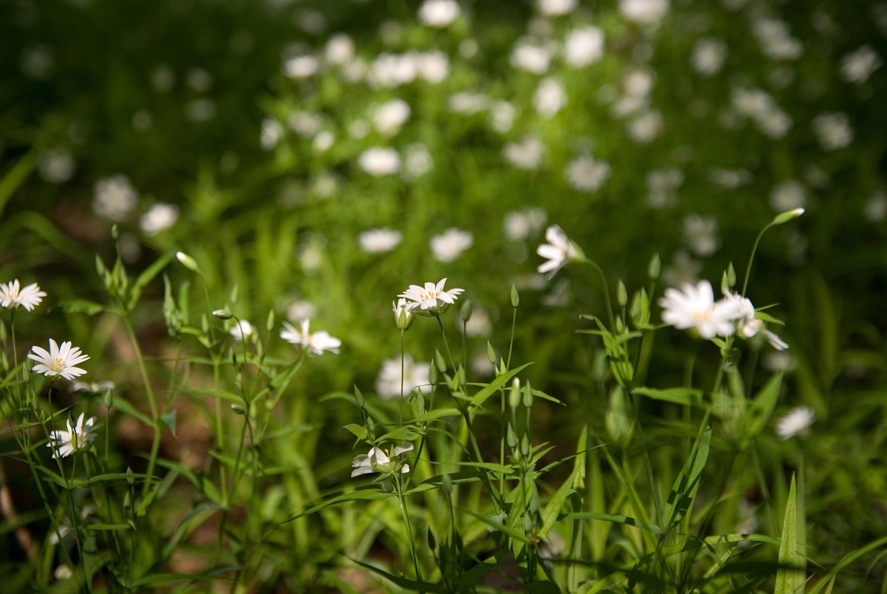 Blumen Blütenblätter Knospen - Kostenloses Foto auf Pixabay - Pixabay