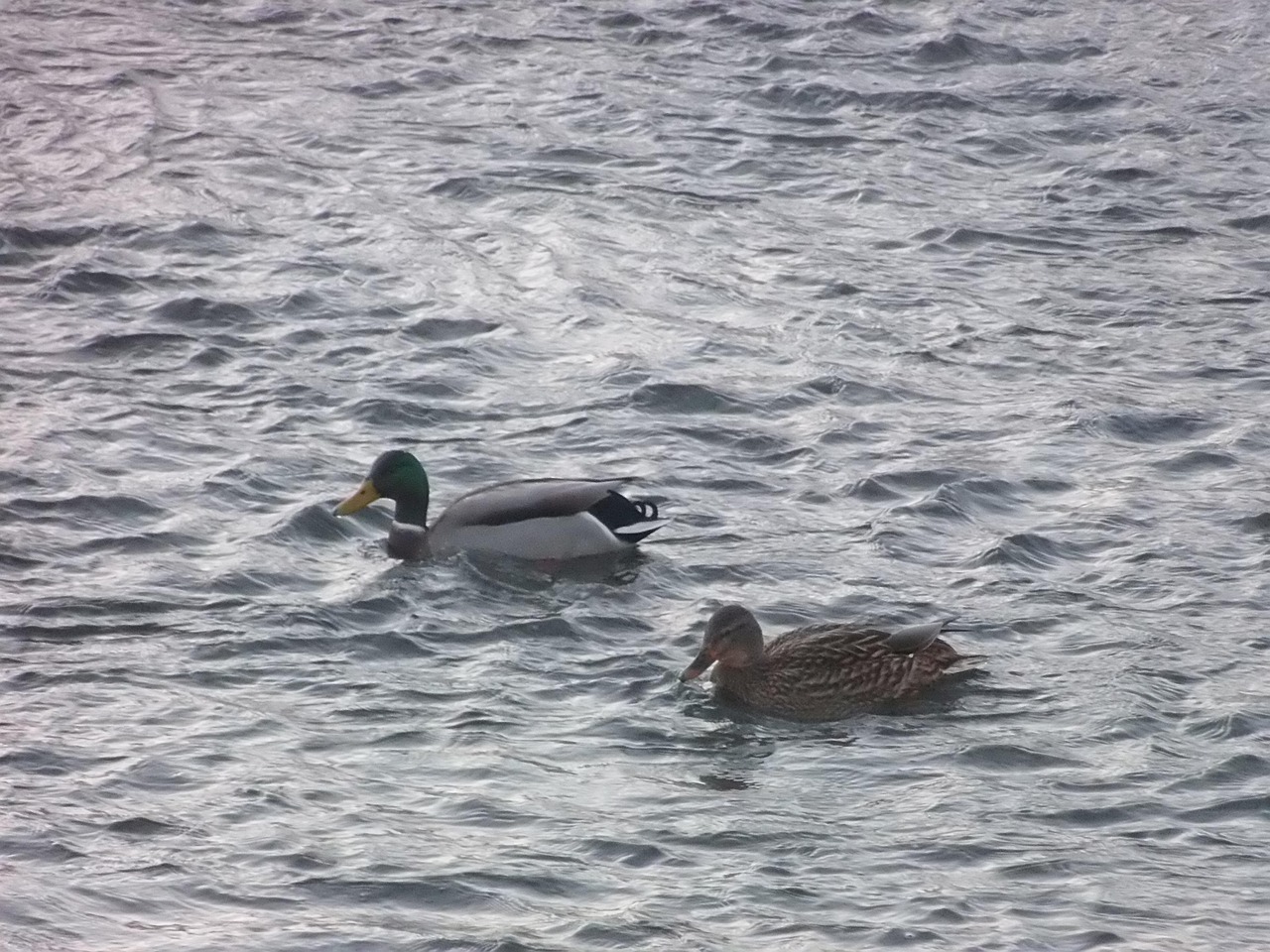 Duck Animals Waterfowl - Free photo on Pixabay - Pixabay