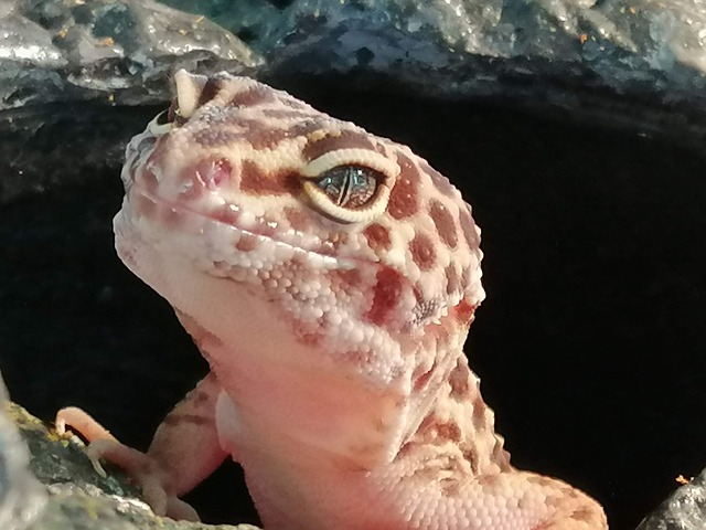 There Is Our Little Dragon Lizard - Free photo on Pixabay - Pixabay