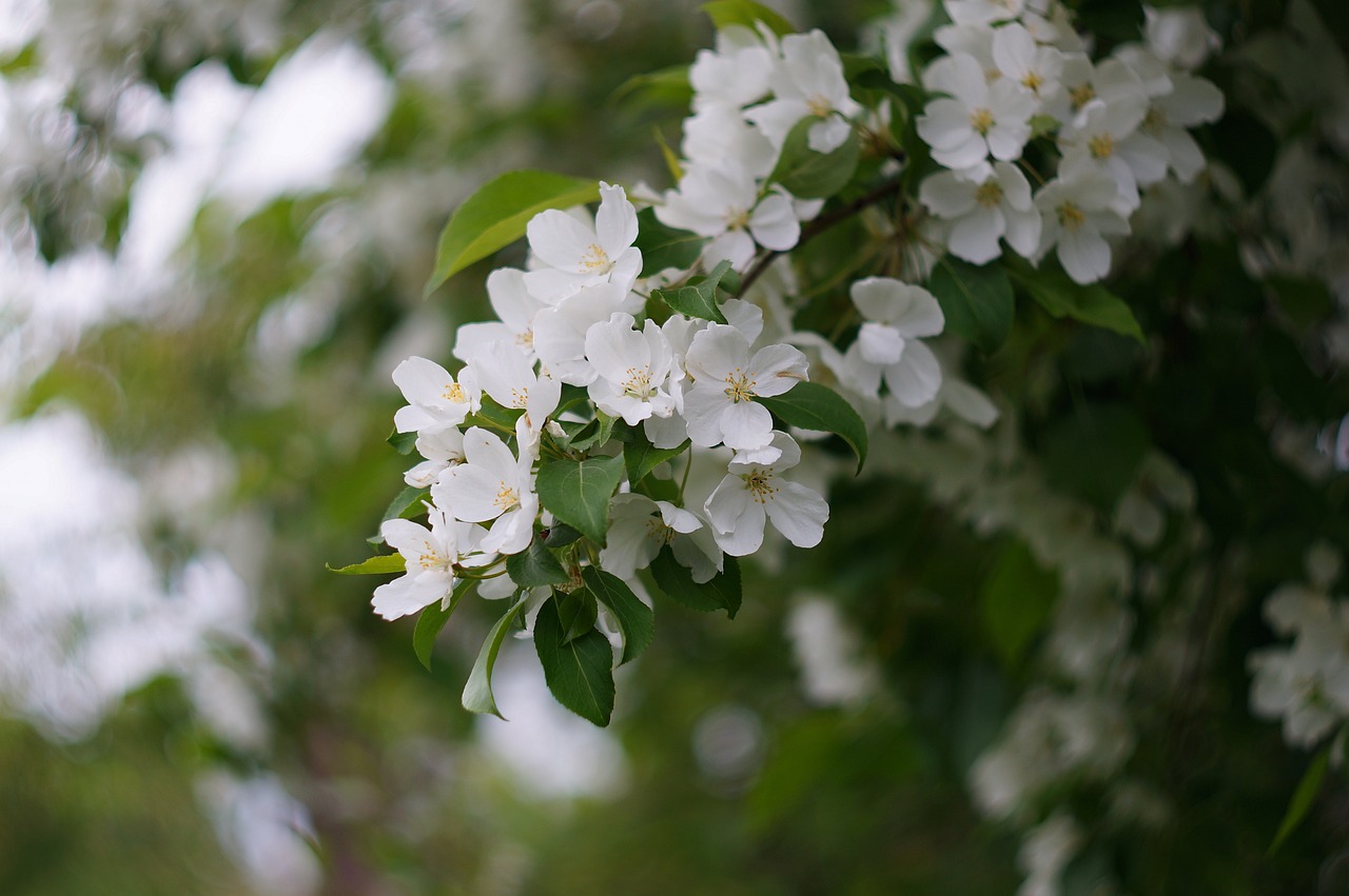 Flores Flora Verão - Foto gratuita no Pixabay - Pixabay