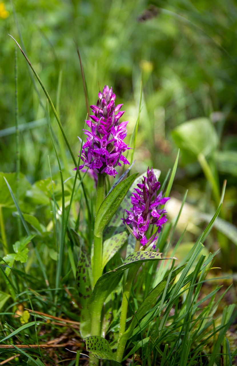 Orchis Savoie Mountain - Free photo on Pixabay - Pixabay
