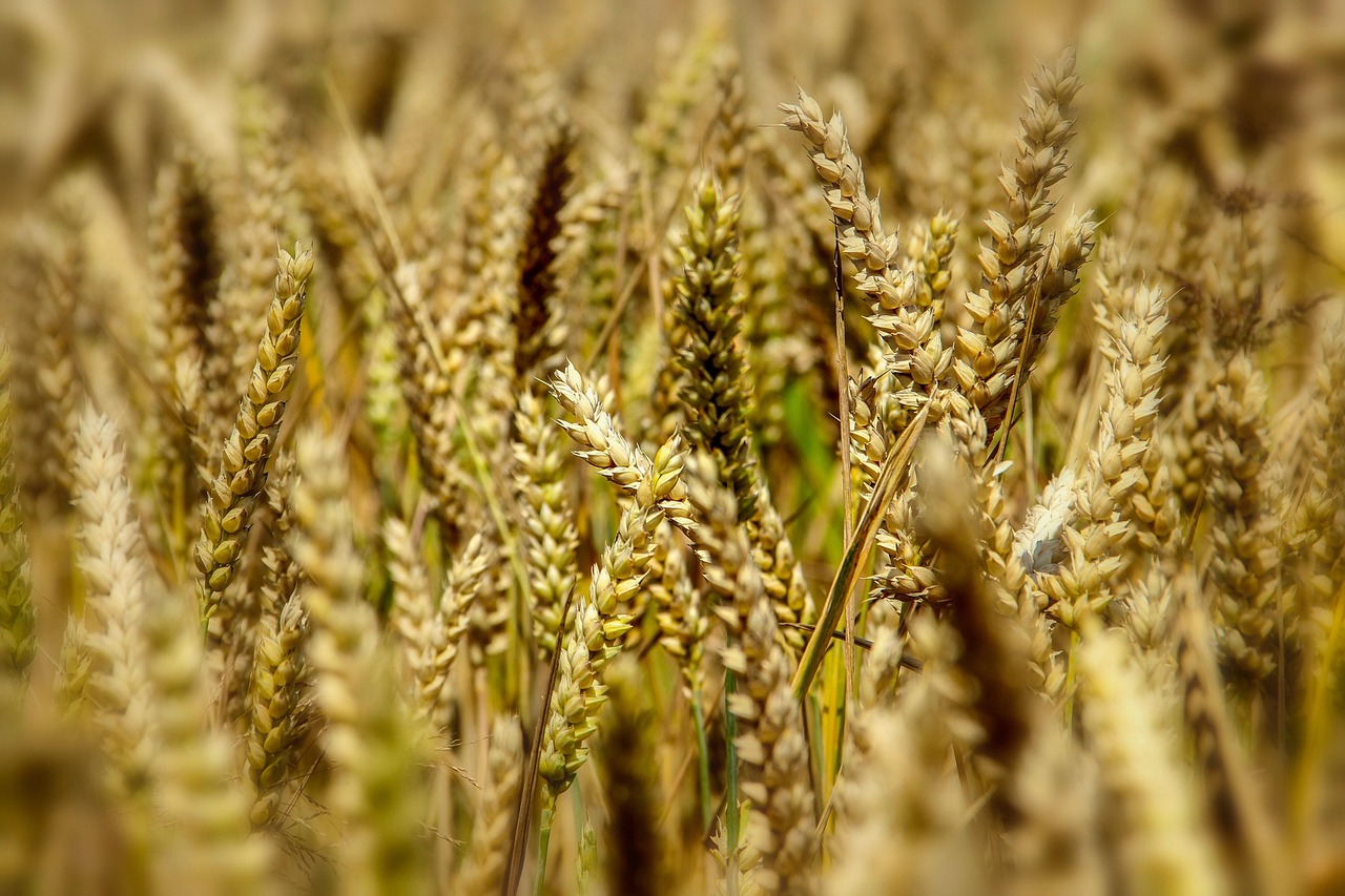 Grain Stalks Yellow - Free photo on Pixabay - Pixabay