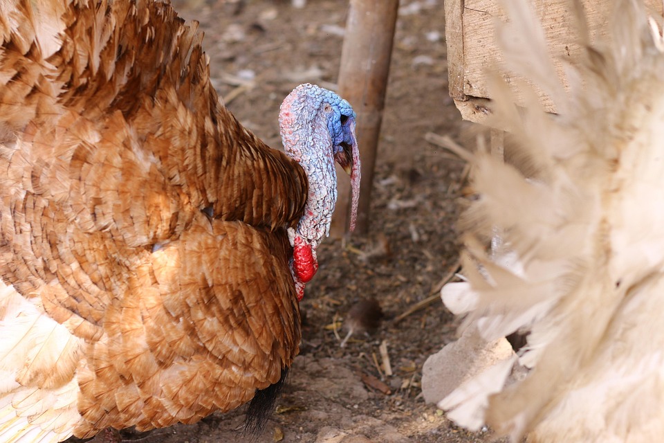 Pavos Tier Fauna - Kostenloses Foto auf Pixabay