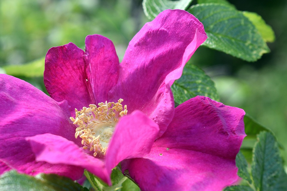 Flower Flowers Spring - Free photo on Pixabay