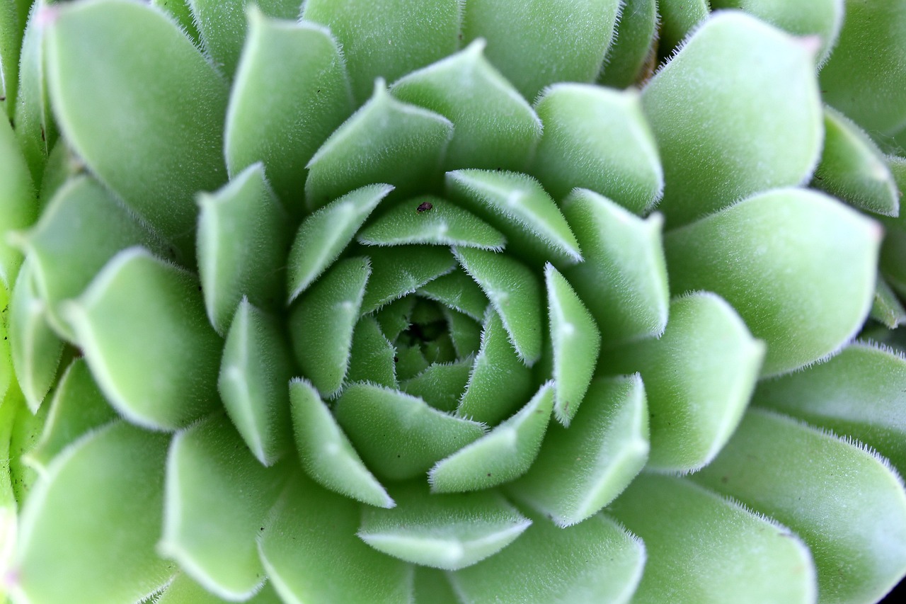 Plante Fleur Vert La - Photo gratuite sur Pixabay - Pixabay