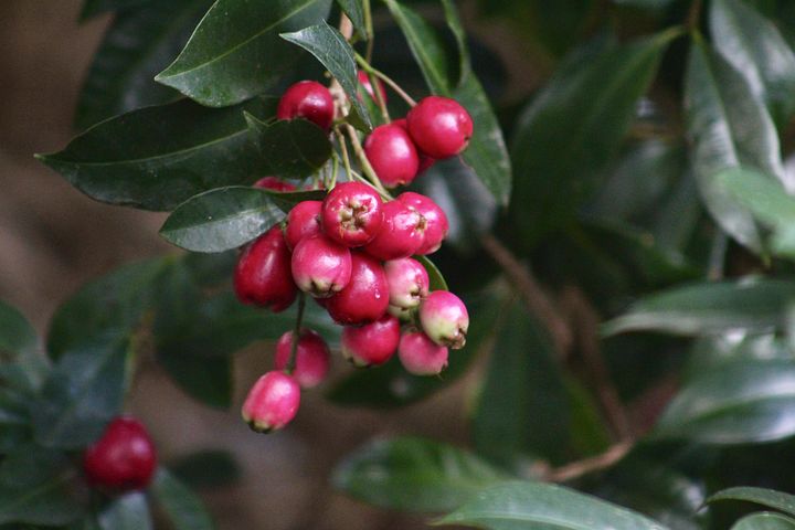 60+ Free Australian Bush & Bush Images - Pixabay