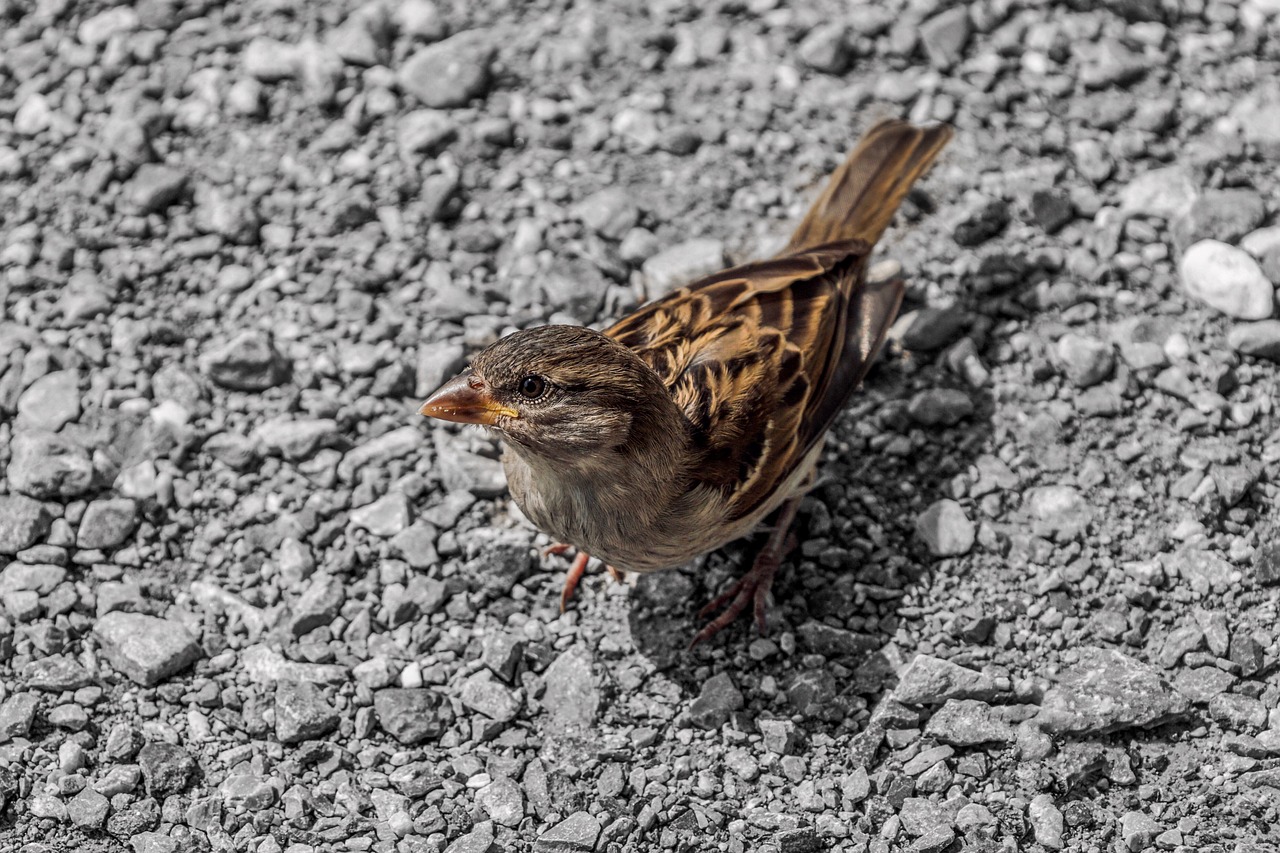 Sparrow Sperling Bird - Free photo on Pixabay - Pixabay