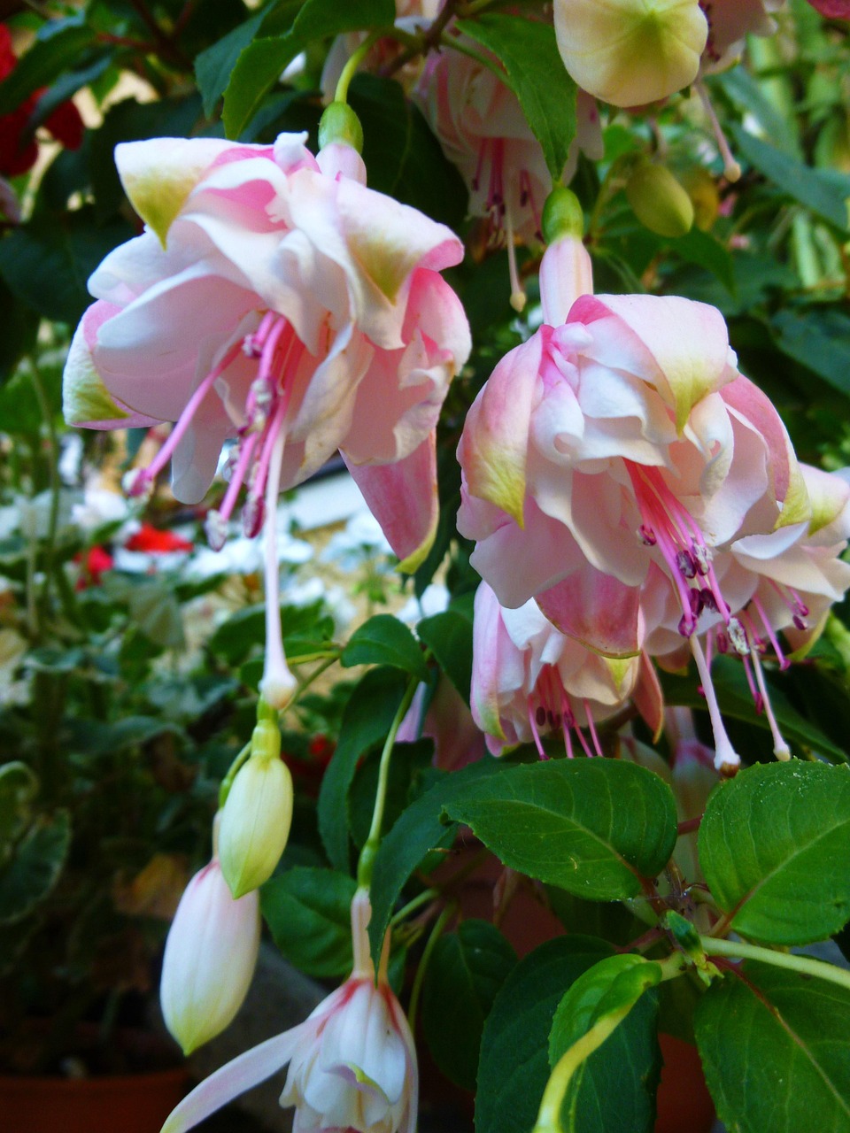 Fleurs Fuxie - Photo gratuite sur Pixabay - Pixabay