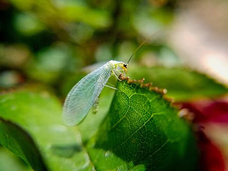 50+ Free Lacewing & Insect Photos - Pixabay