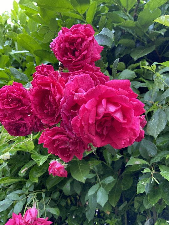 Roses Nature Flower - Free photo on Pixabay - Pixabay
