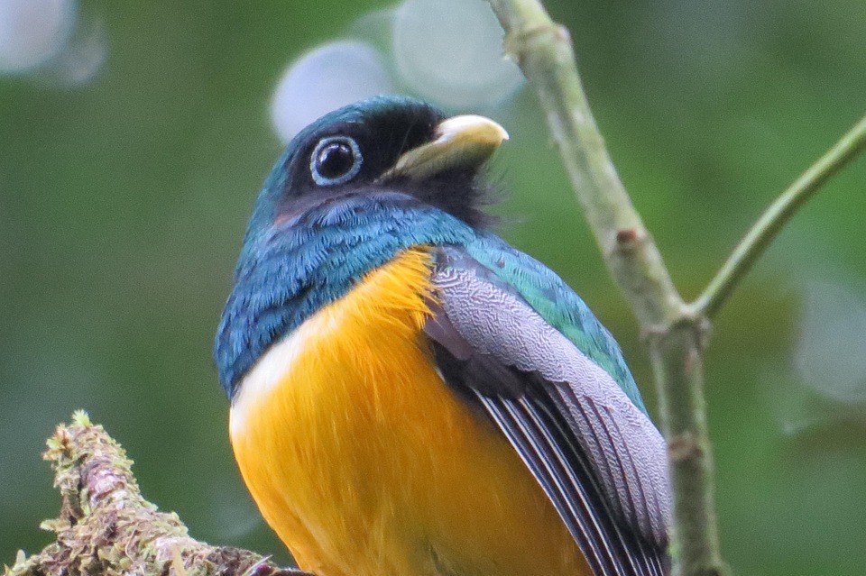 Black-Throated Trogan Costa - Photo gratuite sur Pixabay