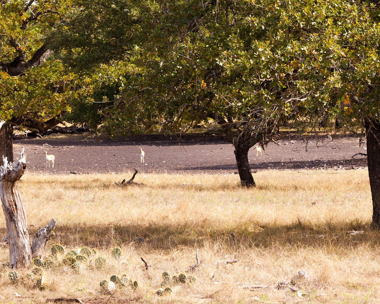 Fallow Deer Trees Plains - Free photo on Pixabay - Pixabay