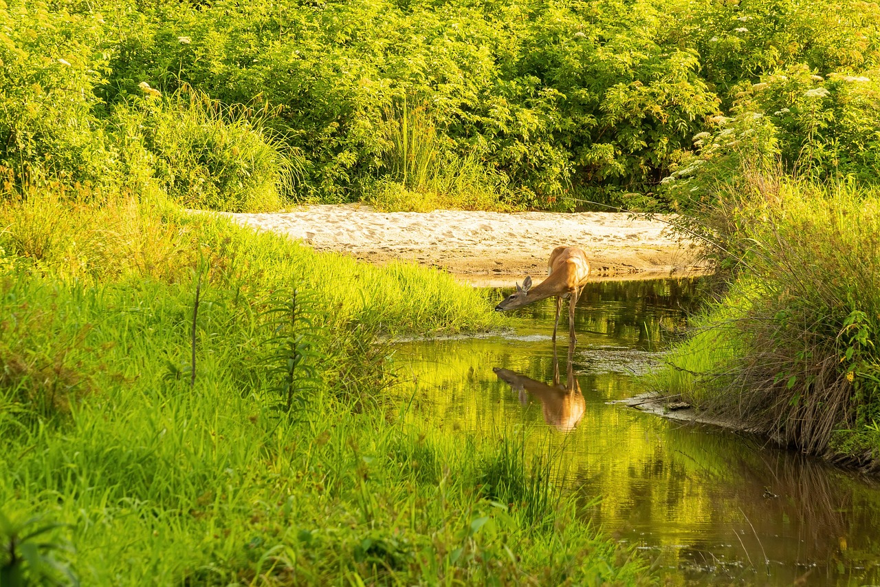 8,000+ Free Doe & Deer Images - Pixabay