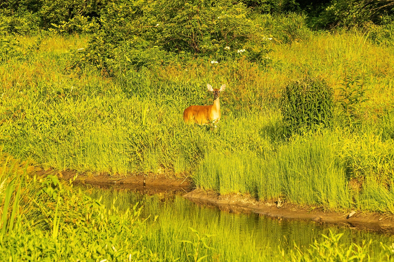 8,000+ Free Doe & Deer Images - Pixabay