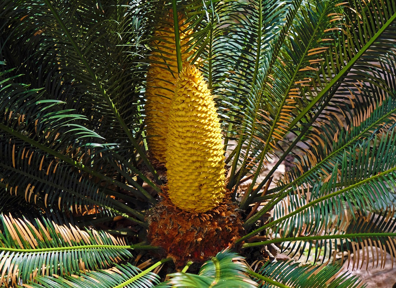 Árvore De Ferro Planta As Folhas - Foto gratuita no Pixabay - Pixabay