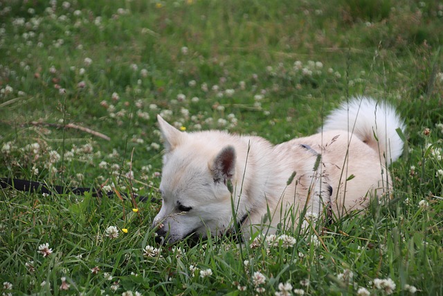 Buhund Dog Summer - Free photo on Pixabay