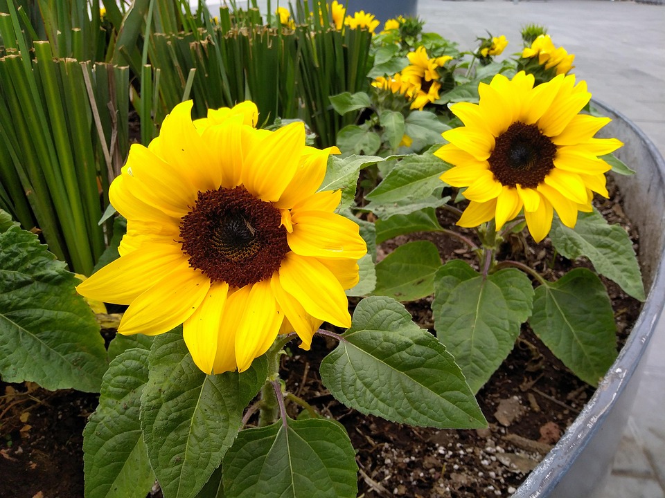 Bunga Bunga-Bunga Sunflower - Foto gratis di Pixabay - Pixabay