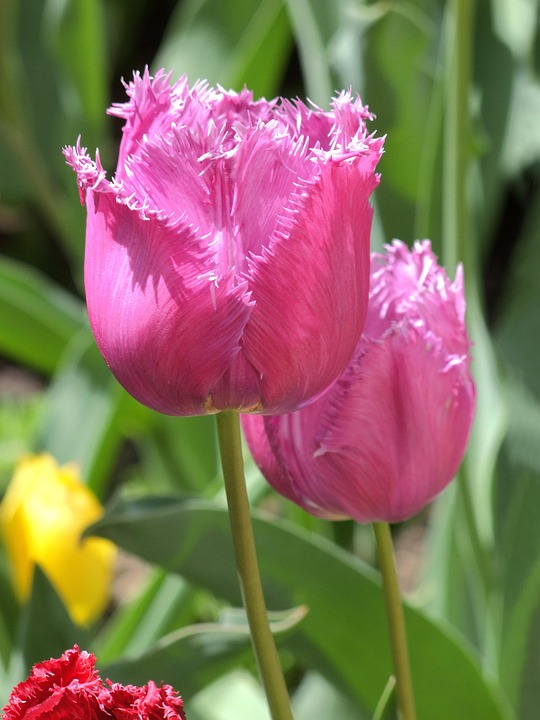 Krullade Tulpaner Blomma Tulip - Gratis foto på Pixabay