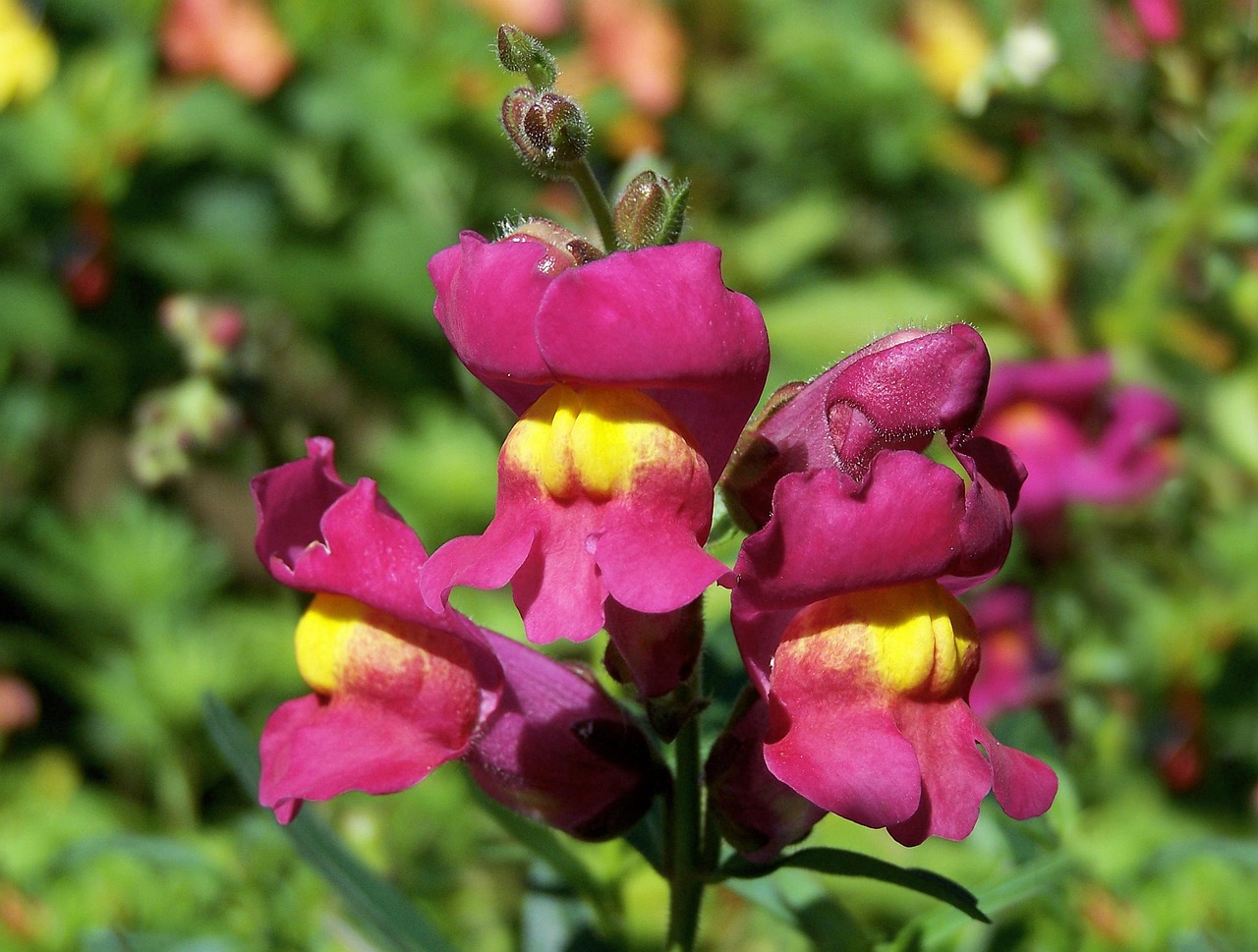 Snapdragon Fleur Gueule De Lion - Photo gratuite sur Pixabay - Pixabay