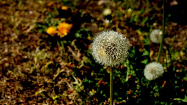 Natur Paisaje Sommer - Free video on Pixabay